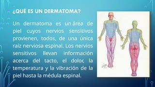 FISIOTERAPIA - DERMATOMAS Y MIOTOMAS.pptx