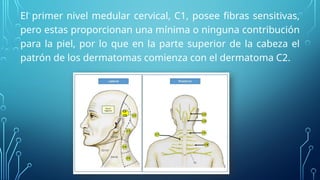 FISIOTERAPIA - DERMATOMAS Y MIOTOMAS.pptx