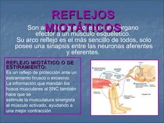 Fisioterapia en ortopedia | PPT