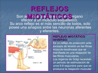 Fisioterapia en ortopedia | PPT