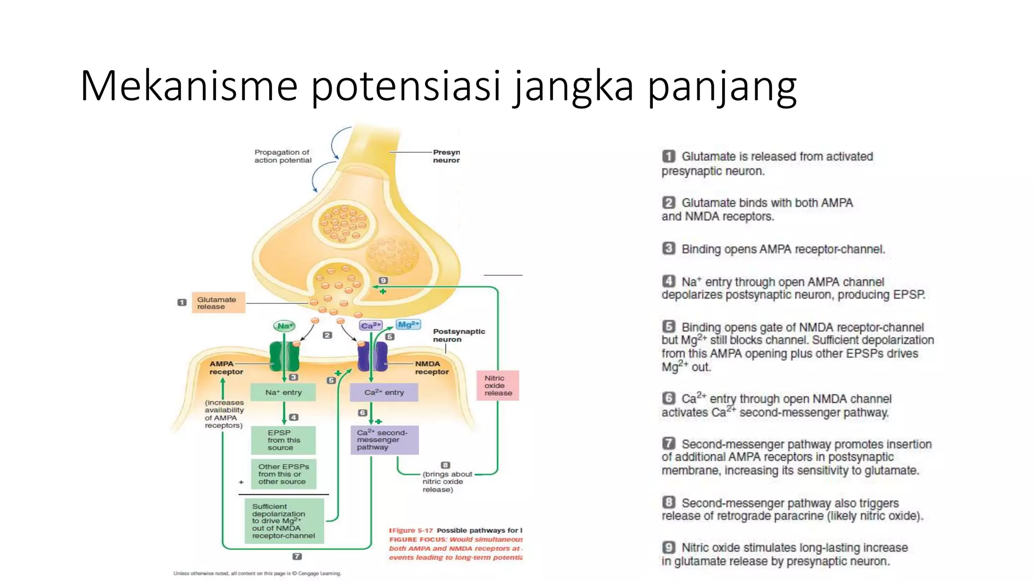 fiso dan histo.pptx