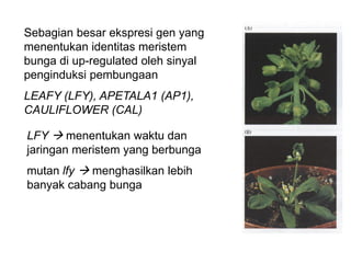 Fisologi reproduksi-pada-tumbuhan | PDF