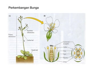 Fisologi reproduksi-pada-tumbuhan | PDF