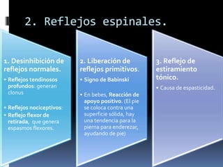 Fisopatología de la espasticidad | PPTX