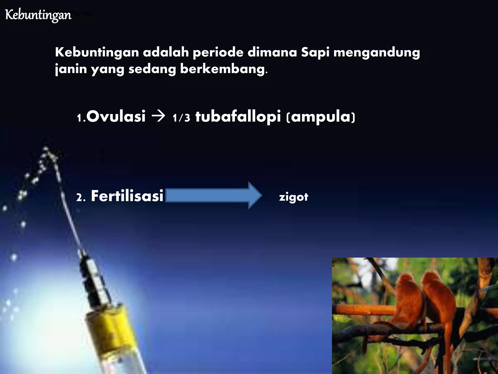 proses kebuntingan dan partus sapi | PPTX