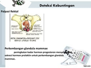 proses kebuntingan dan partus sapi | PPTX