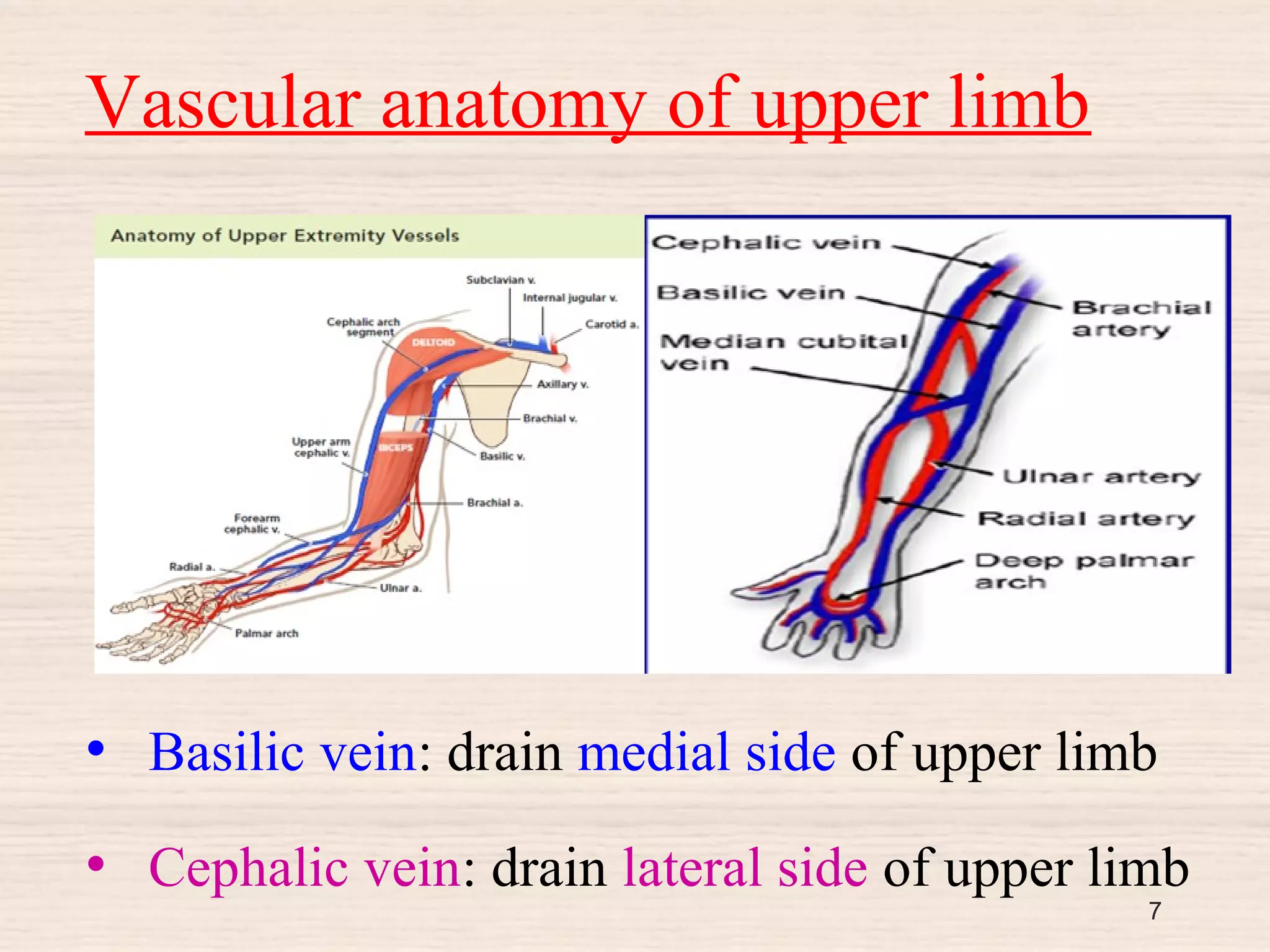 Fistula (Arteriovenous fistula -AVF) | PPT