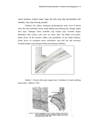 MAKALAH PENUAAN DAN PENGGUGURAN FISIOLOGI TUMBUHAN | DOCX