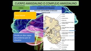Fisura transversa del cerebro, configuracion interna de los hemiferios ...