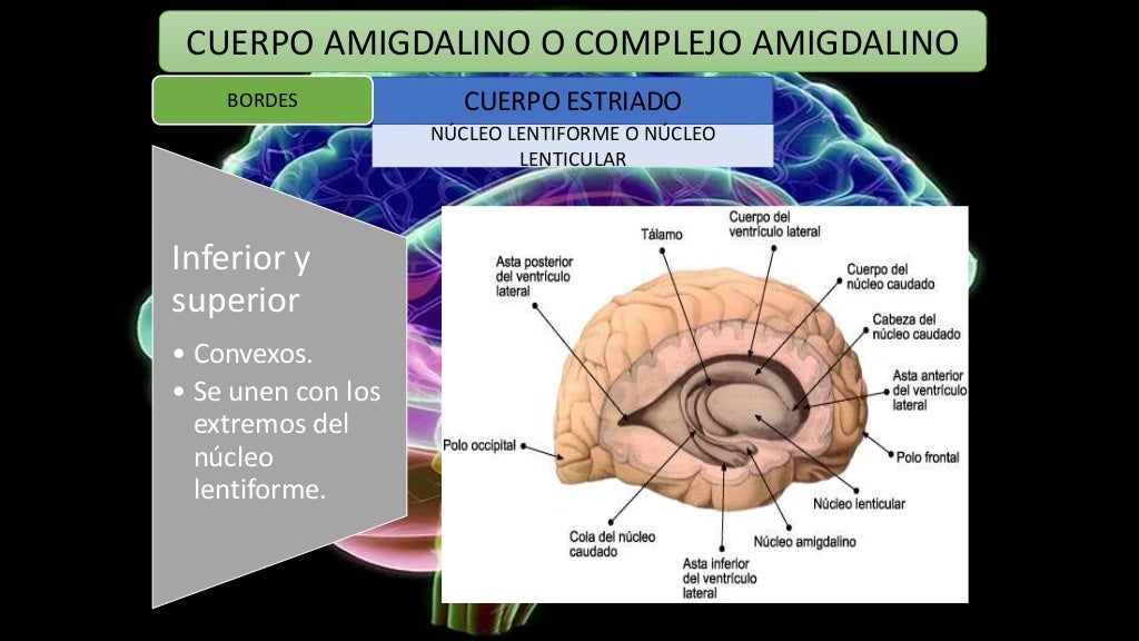 Fisura transversa del cerebro, configuracion interna de los hemiferio…