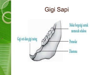 Sistem Pencernaan Hewan | PPTX