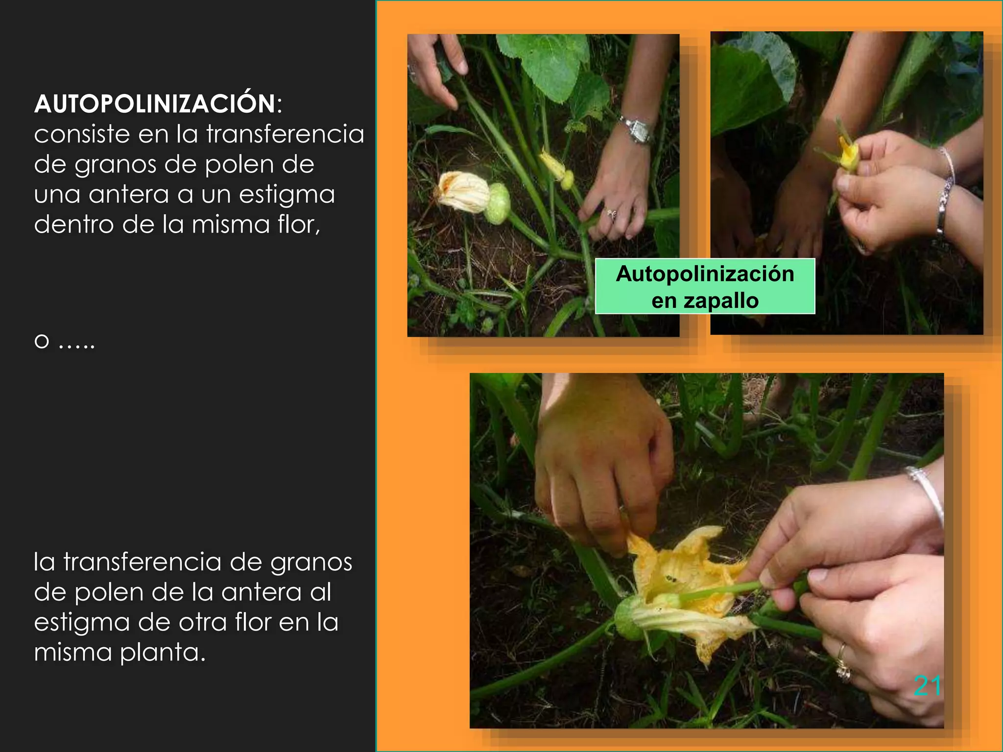 Reproducción de las plantas cultivadas | PPT