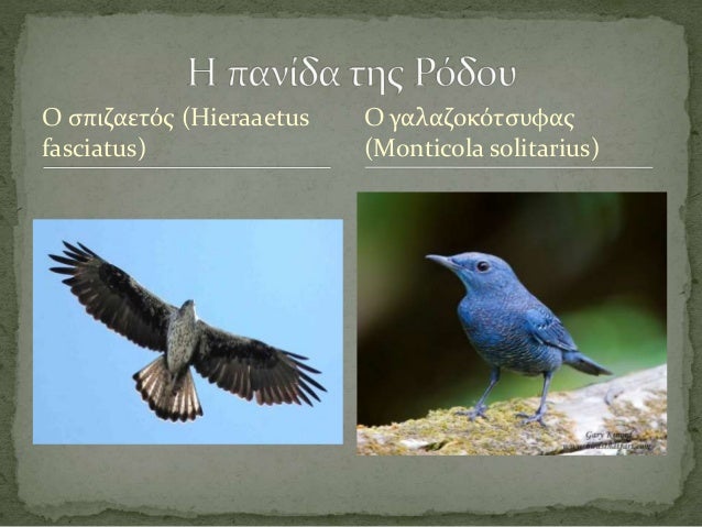 ΦΥΤΑ ΚΑΙ ΖΩΑ ΤΗΣ ΡΟΔΟΥ