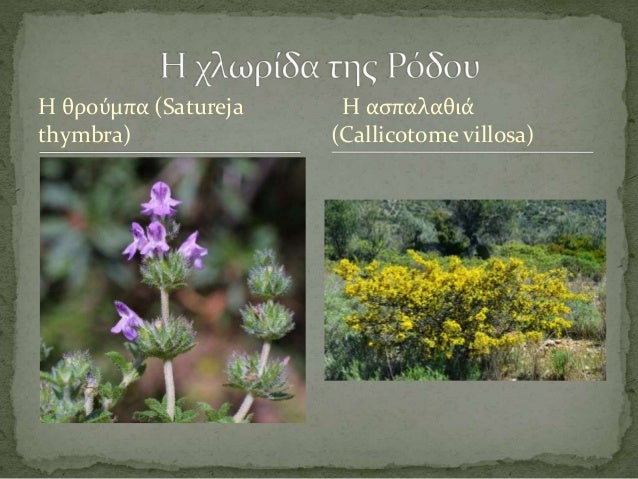 ΦΥΤΑ ΚΑΙ ΖΩΑ ΤΗΣ ΡΟΔΟΥ