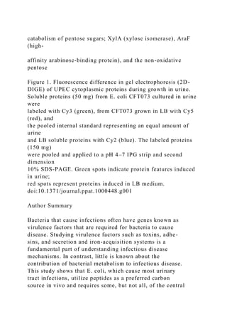 Fitness of Escherichia coli during Urinary Tract InfectionRe.docx