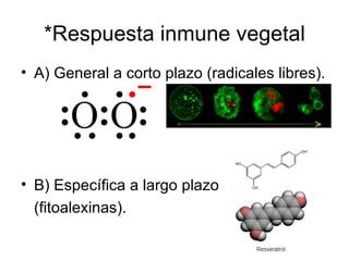 Fitoalexinas. | PPT
