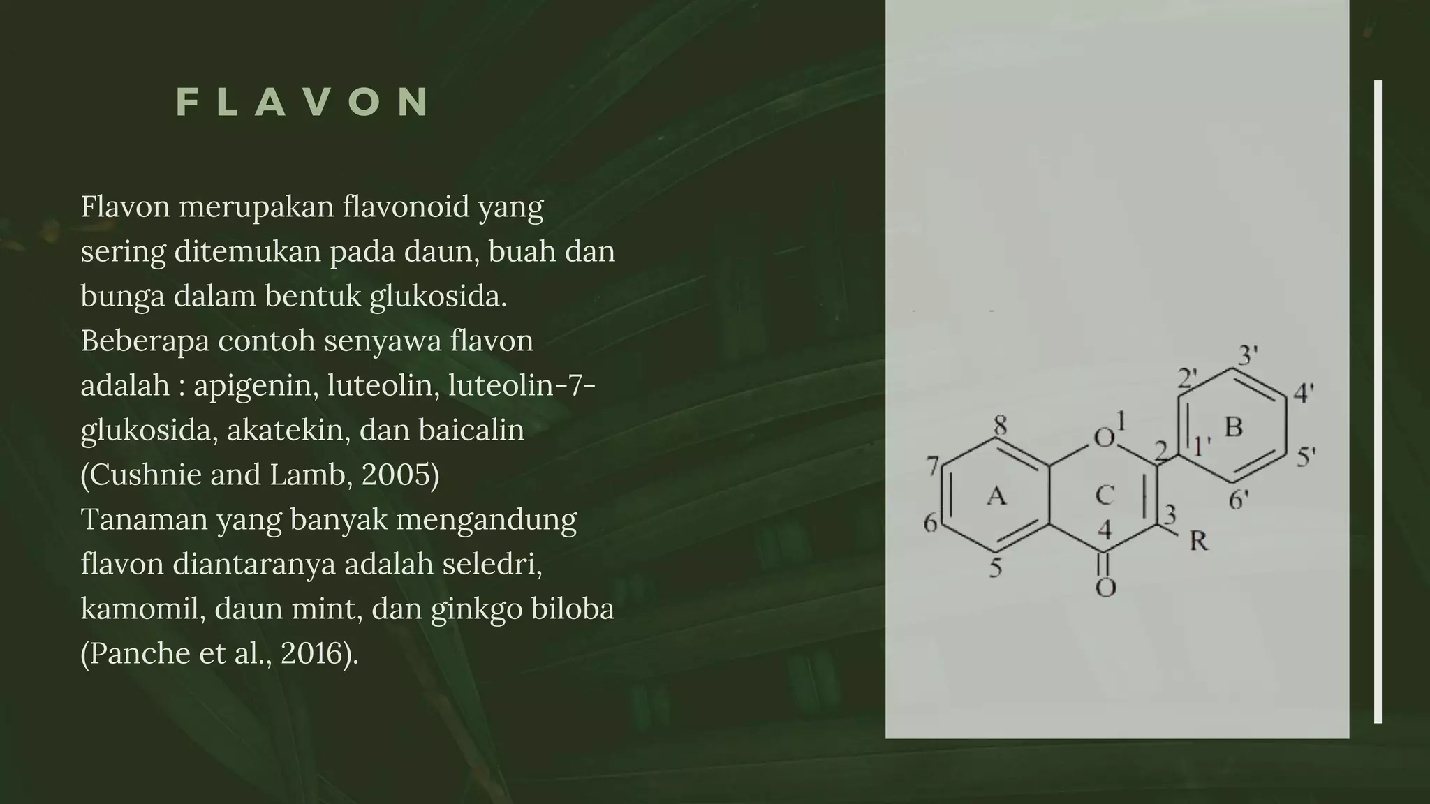 Fitokimia kel 2 (1).pptx