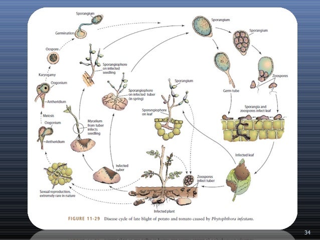 Fitopatologia estudo de fungos