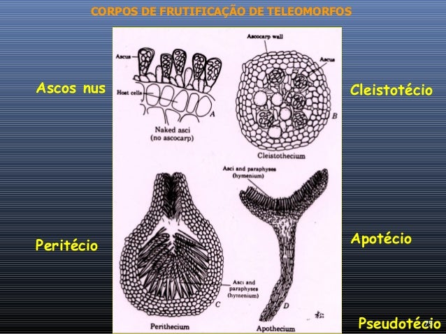 Fitopatologia estudo de fungos