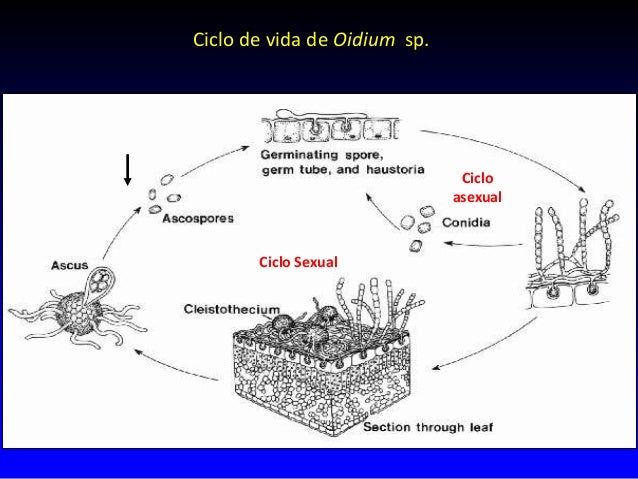 Fitopatologia oidium