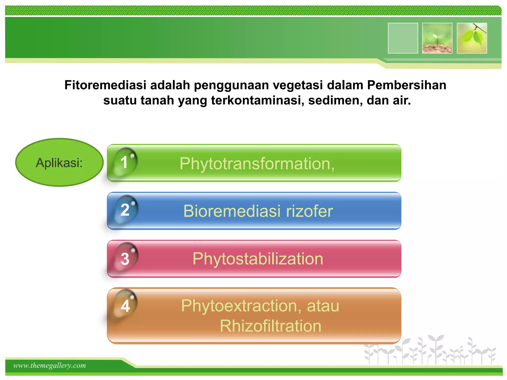 Fitoremediasi | PPTX