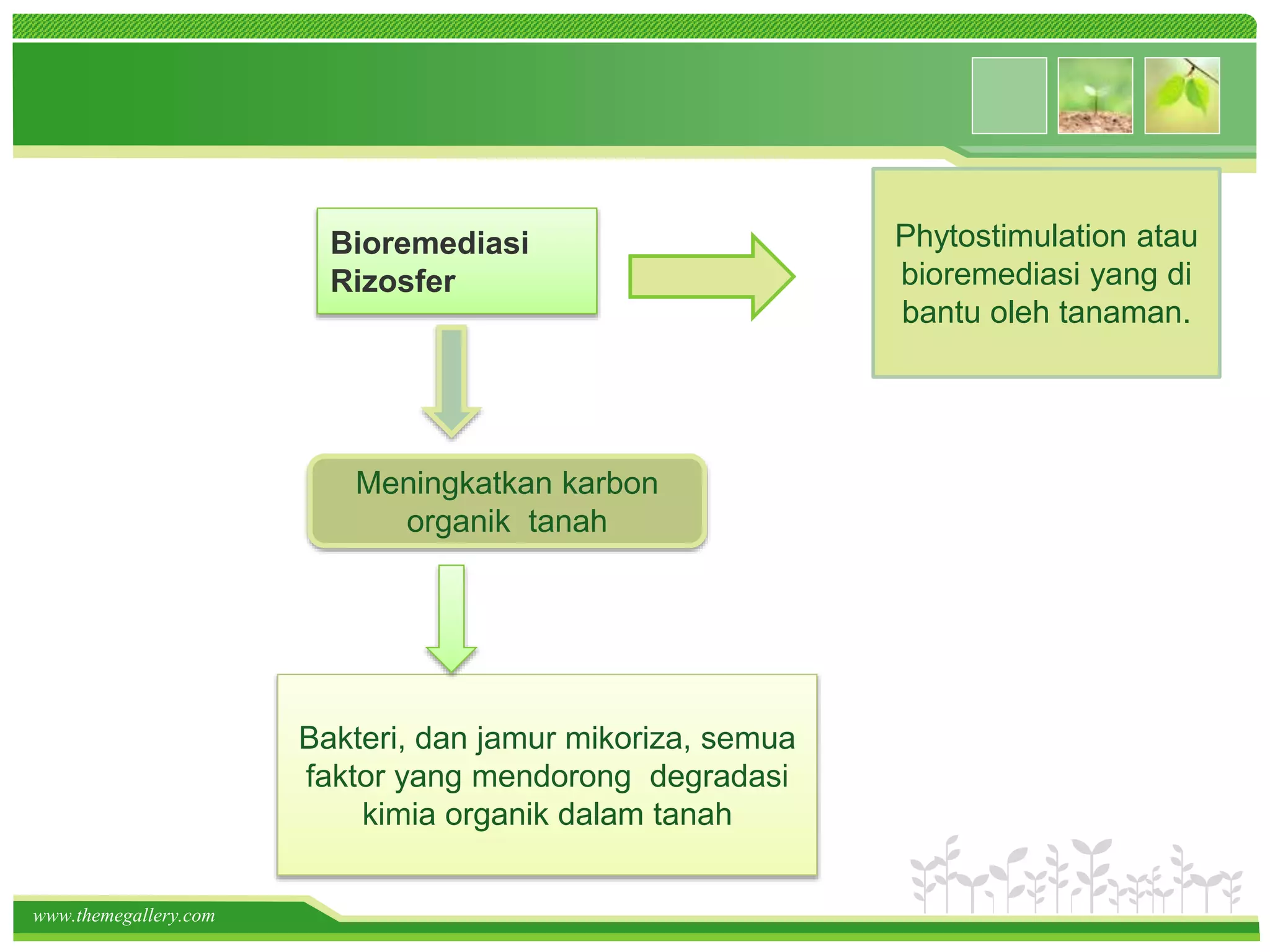Fitoremediasi | PPTX