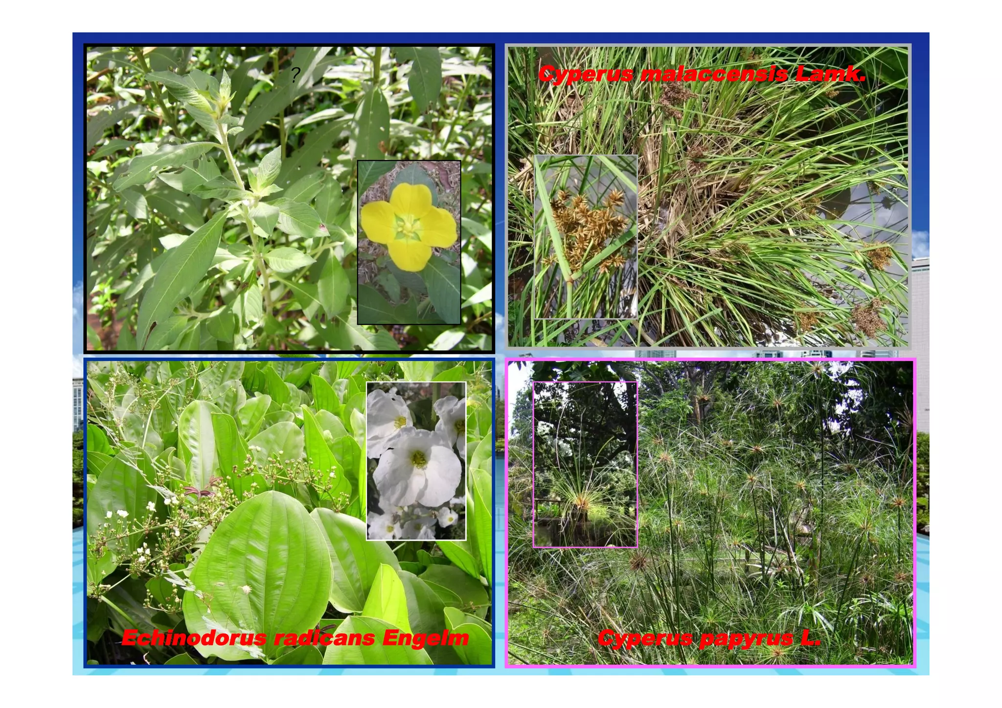 Fitoremediasi Indonesia | PDF