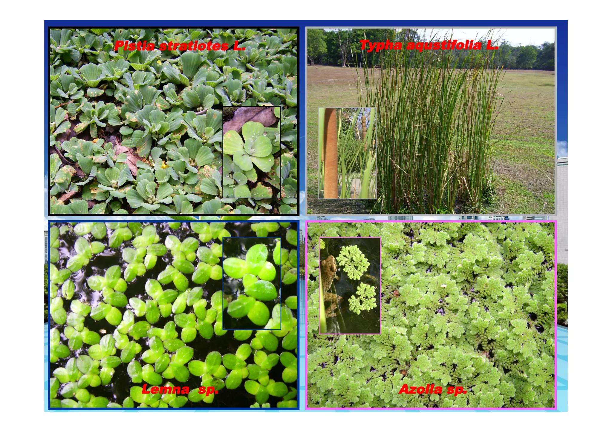 Fitoremediasi Indonesia | PDF