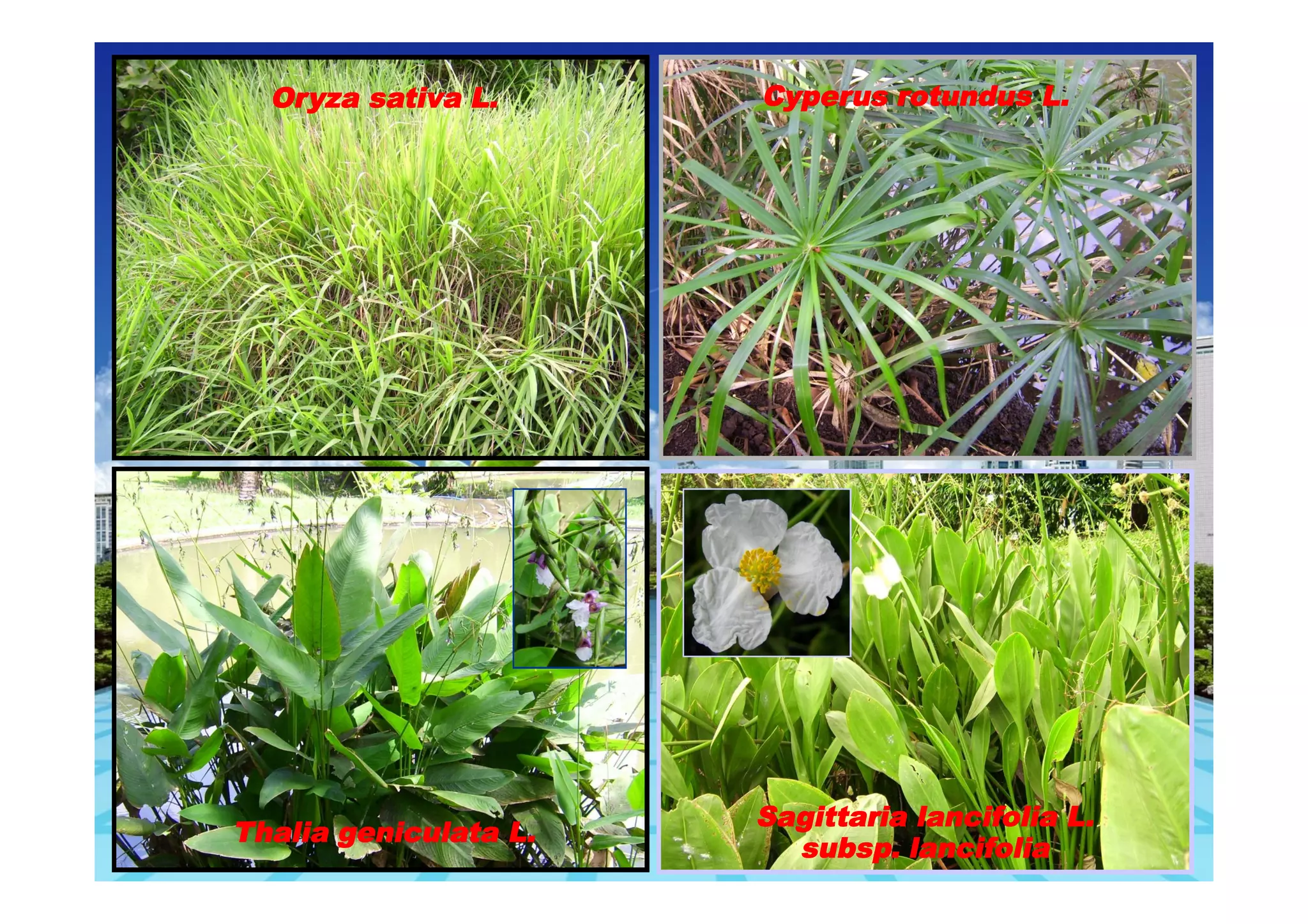 Fitoremediasi Indonesia | PDF