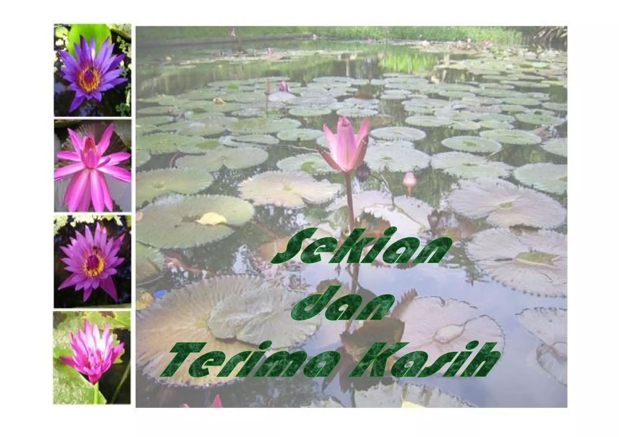 Fitoremediasi Indonesia | PDF