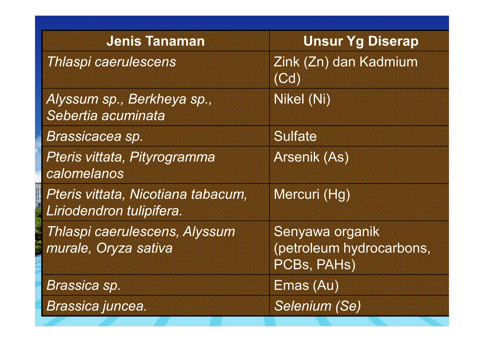 Fitoremediasi Indonesia | PDF