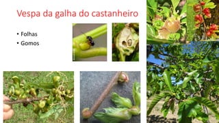Fitossanidade castanheiro | PPTX