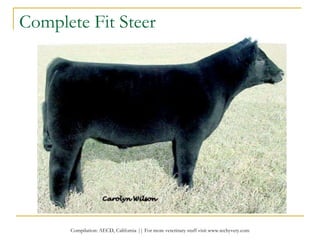 Fitting cattle | PPS