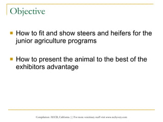 Fitting cattle | PPS