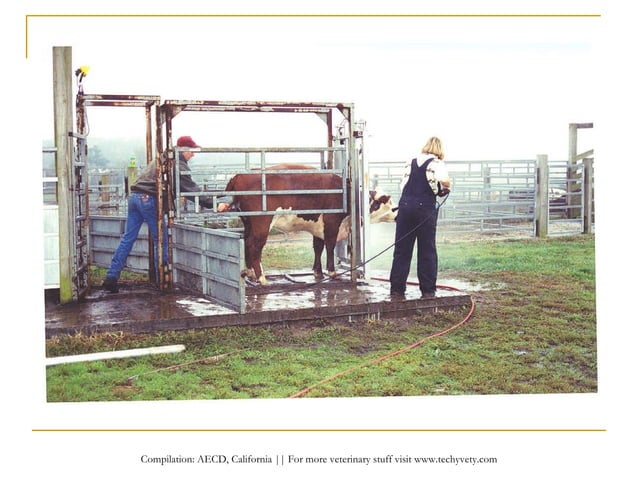 Fitting cattle | PPS