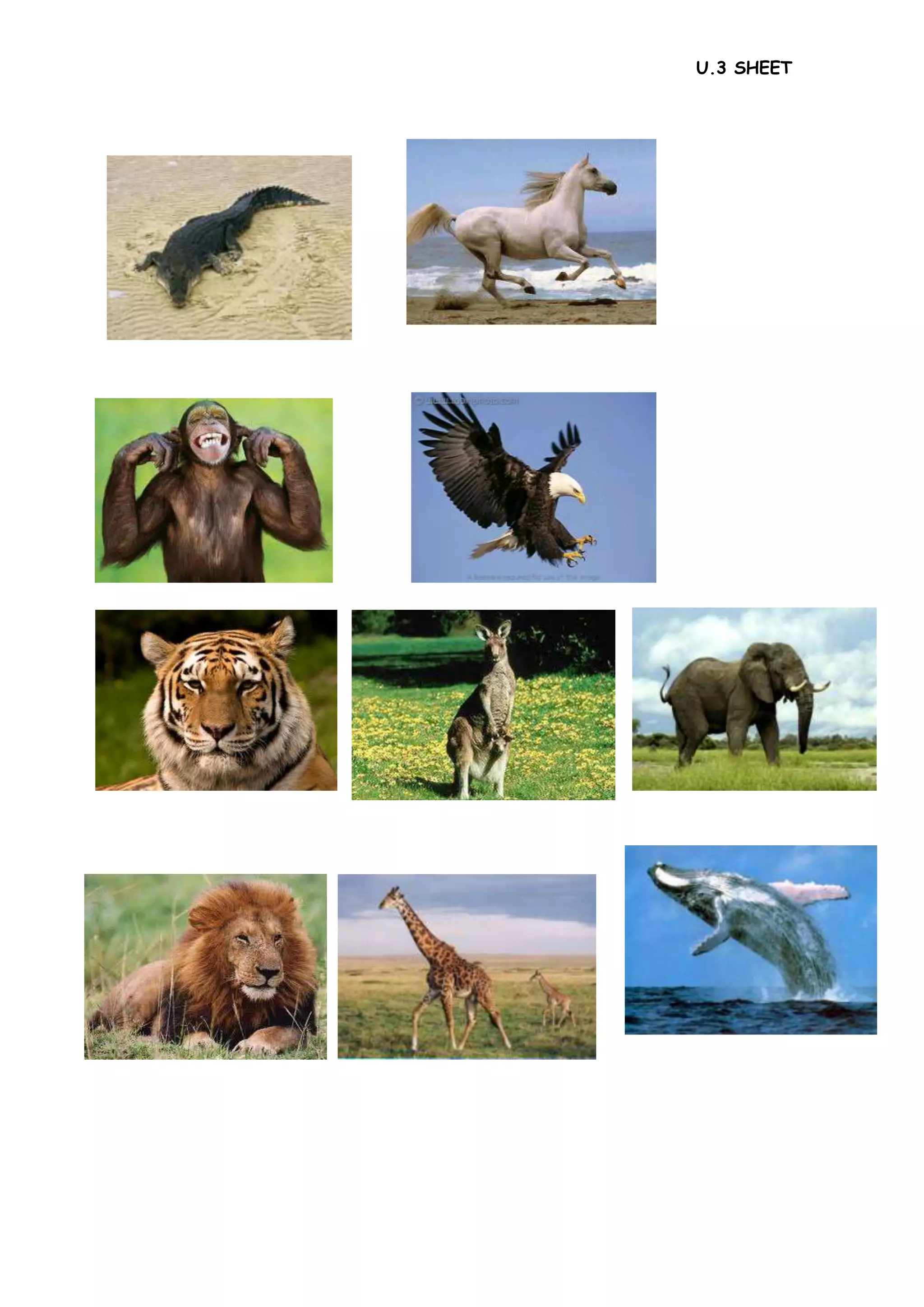 Fitxa fotos animals x retallar i pegar | DOCX