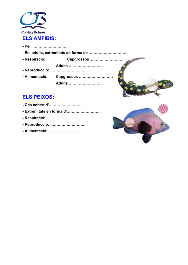 Fitxa unitat 4.els animals vertebrats Fitxa unitat 4.els animals vertebrats