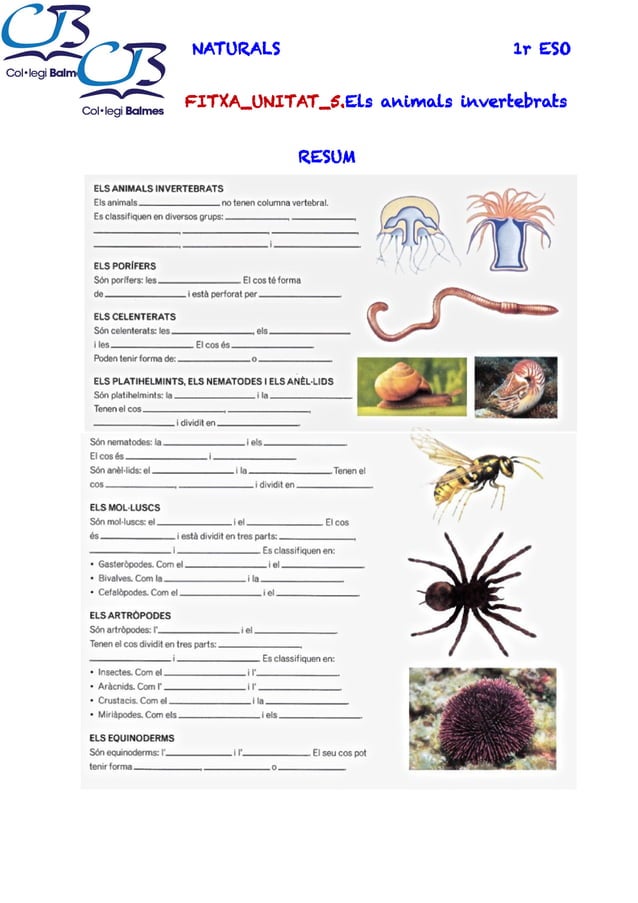 Fitxa unitat 5.els animals invertebrats | PDF