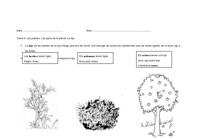Fitxes: LES PLANTES Fitxes: LES PLANTES