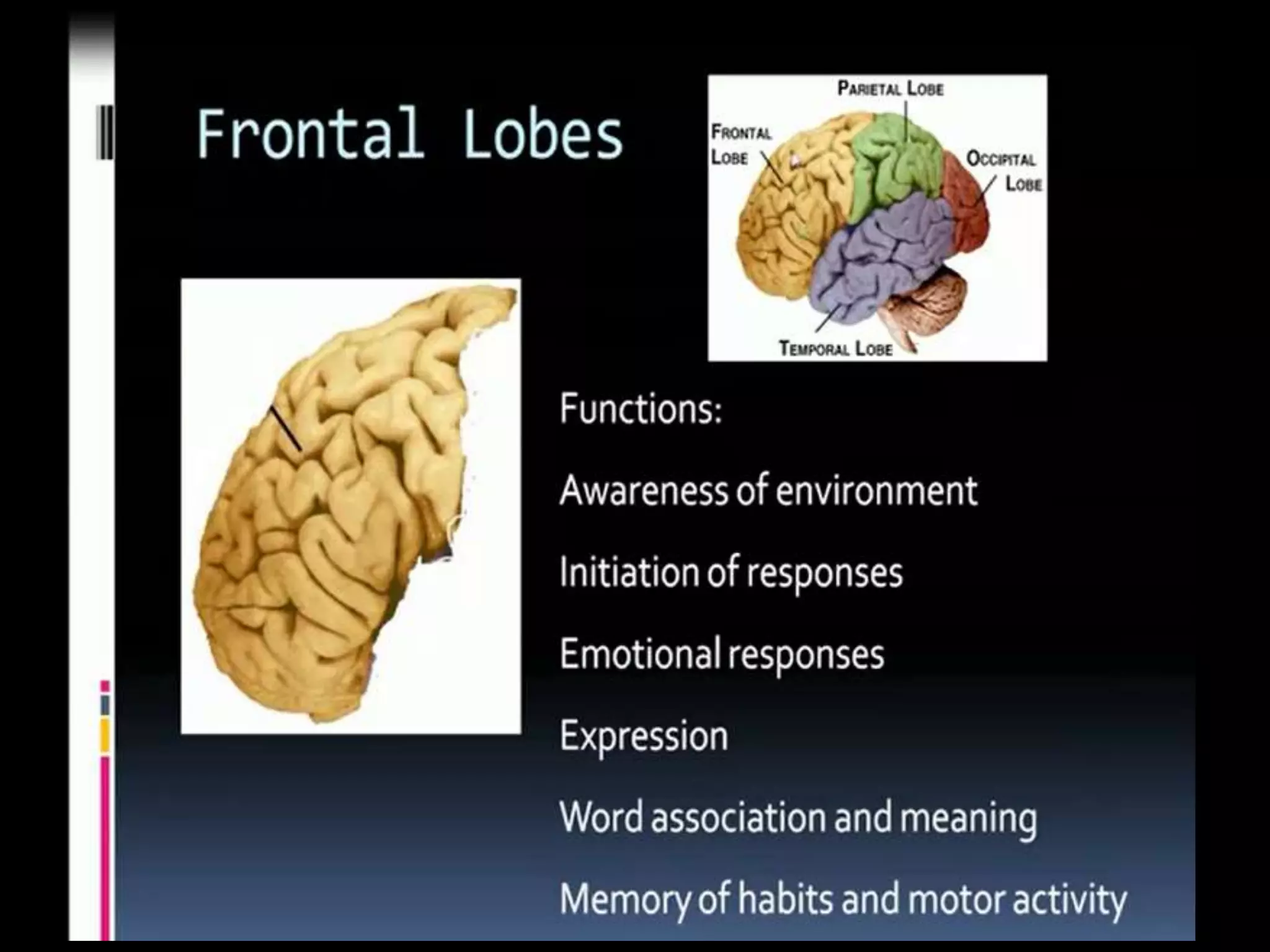 Introduction to Brain Function | PPTX