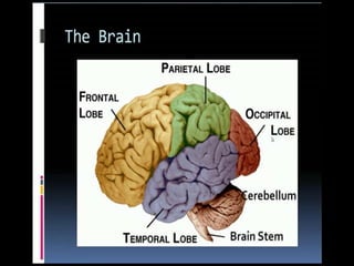 Introduction to Brain Function | PPTX