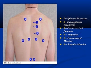 Palpate Paravertebral Muscles