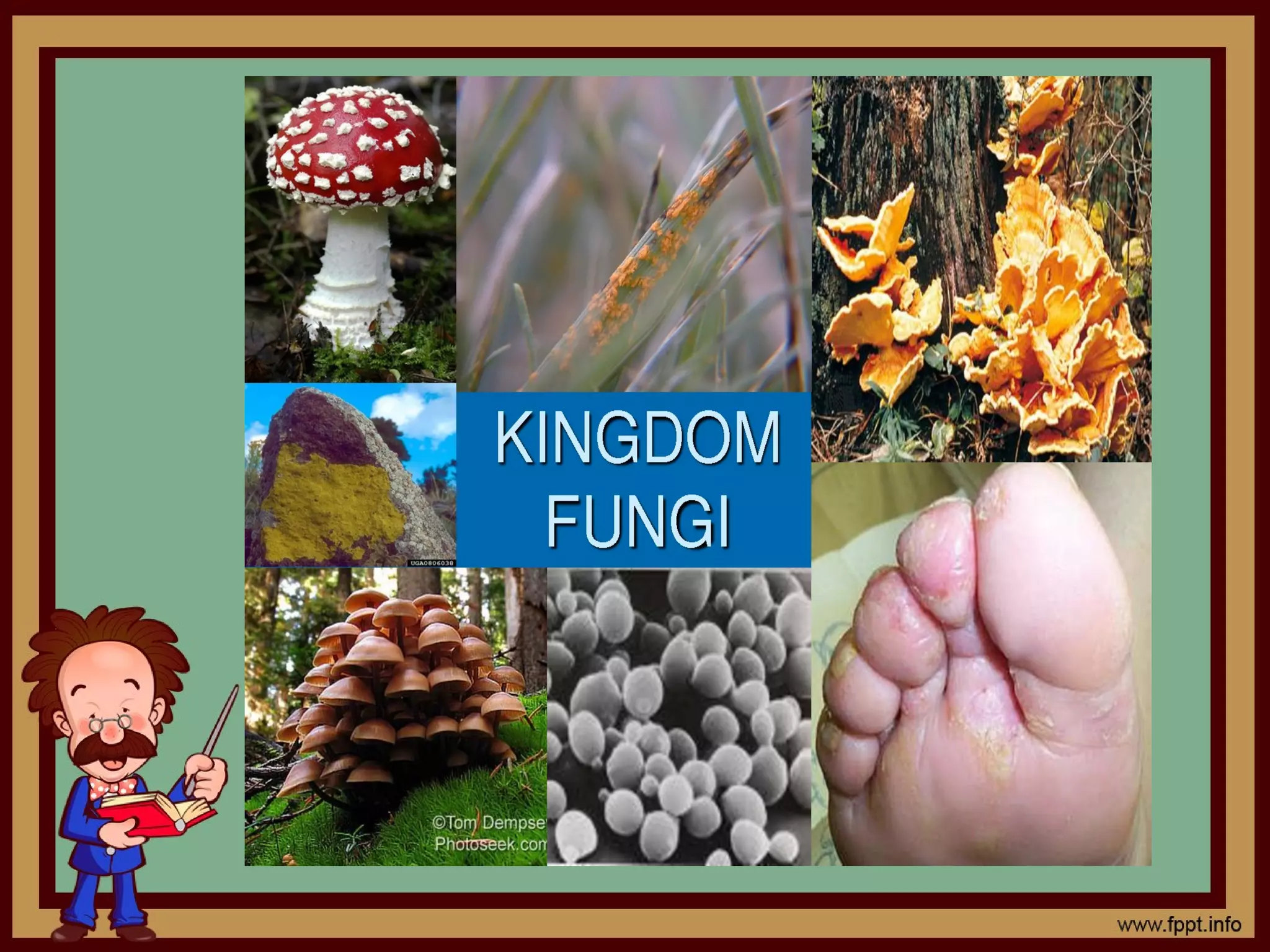 Five kingdom Classification | PPT