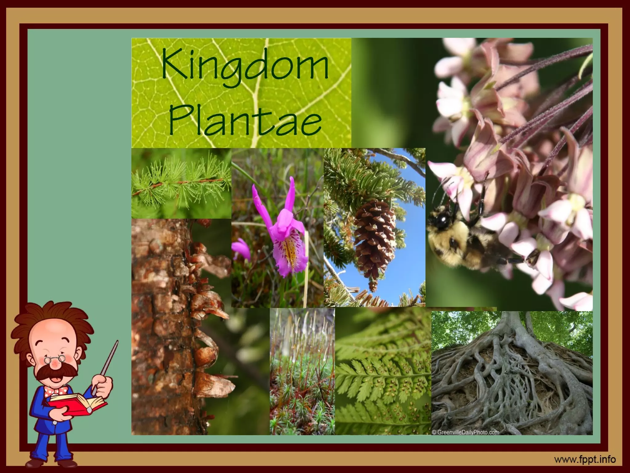 Five kingdom Classification | PPT