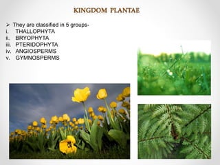 Five-Kingdom-Classification-biology-favorite | PPTX | Gardening | Home ...
