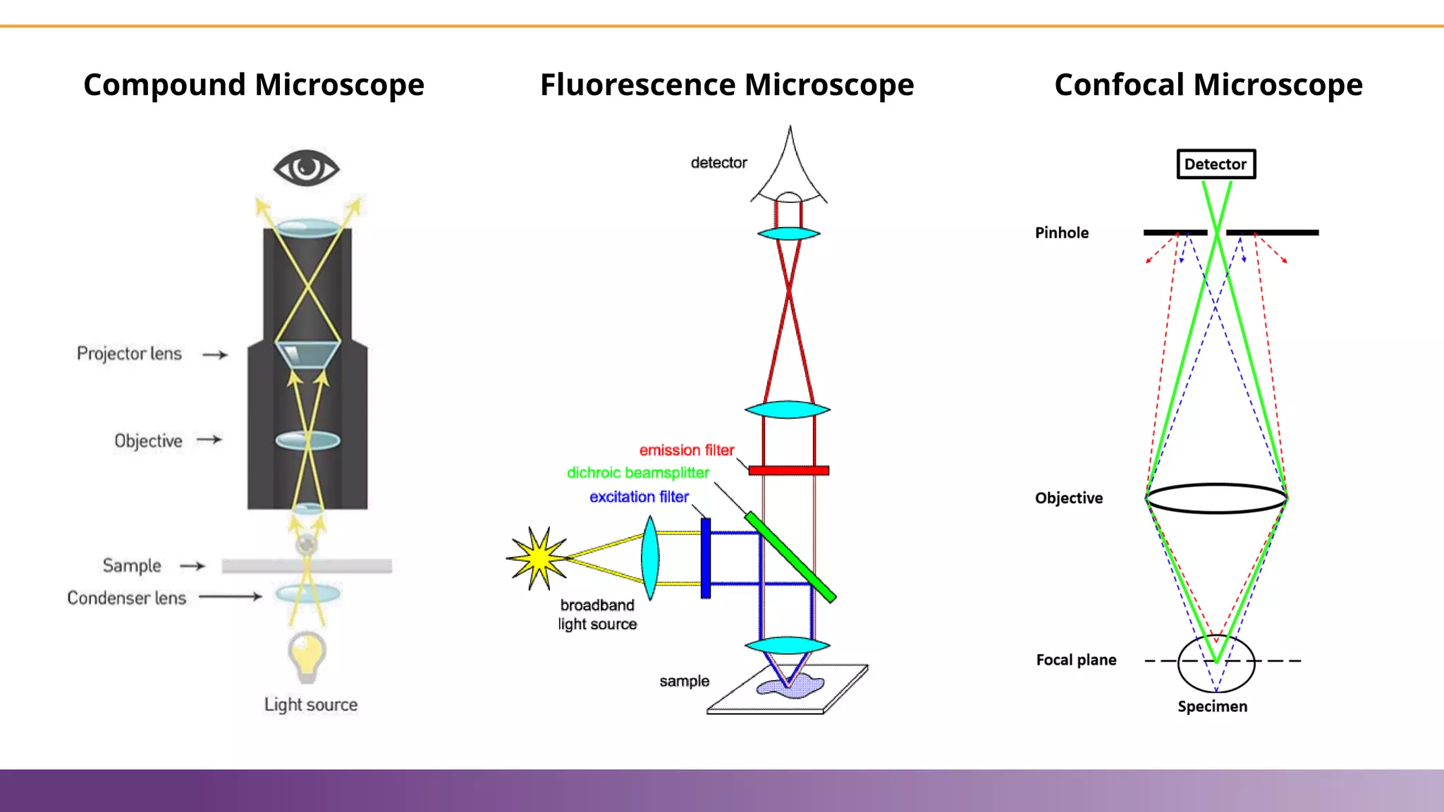Preclinical imaging with fluorescence in vivo endomicroscopy | PDF