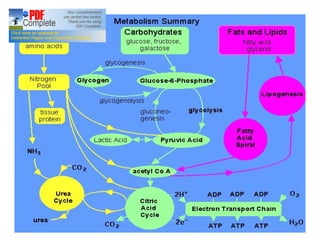Five Important Things | PDF | Endocrine and Metabolic Diseases ...