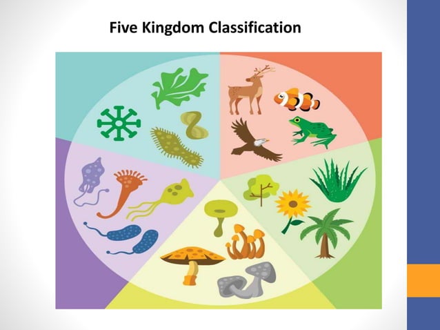 FIVE KINGDOM CLASSIFICATION-RH Whittaker | PPTX | Biological Sciences ...