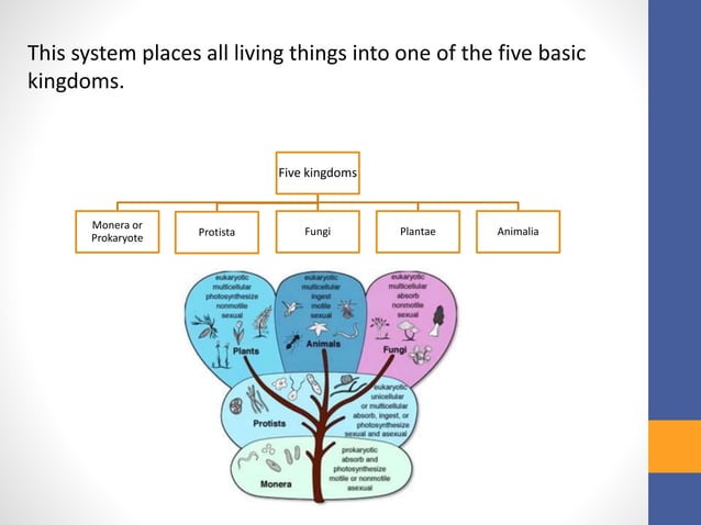 FIVE KINGDOM CLASSIFICATION-RH Whittaker | PPTX | Biological Sciences | Science