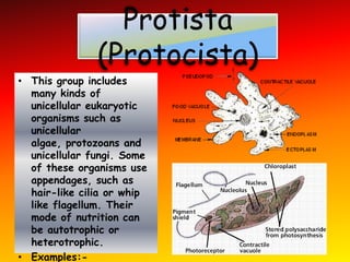 Five kingdom Classification System | PPT